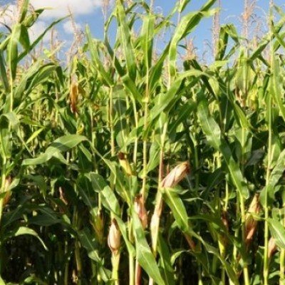 Etanol de milho: saiba mais sobre o combustível - Sergomel ...